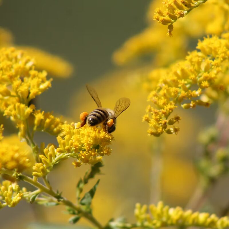 Summer Farm Tour Series: Lee's Bees - Monadnock Food Co-op